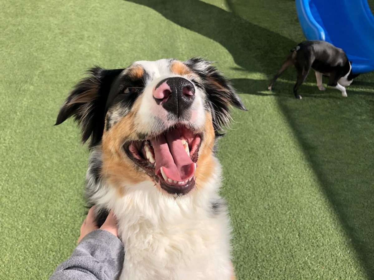 Dog Exercise: 10 Fun Ways to keep your dog active | Hounds Lounge