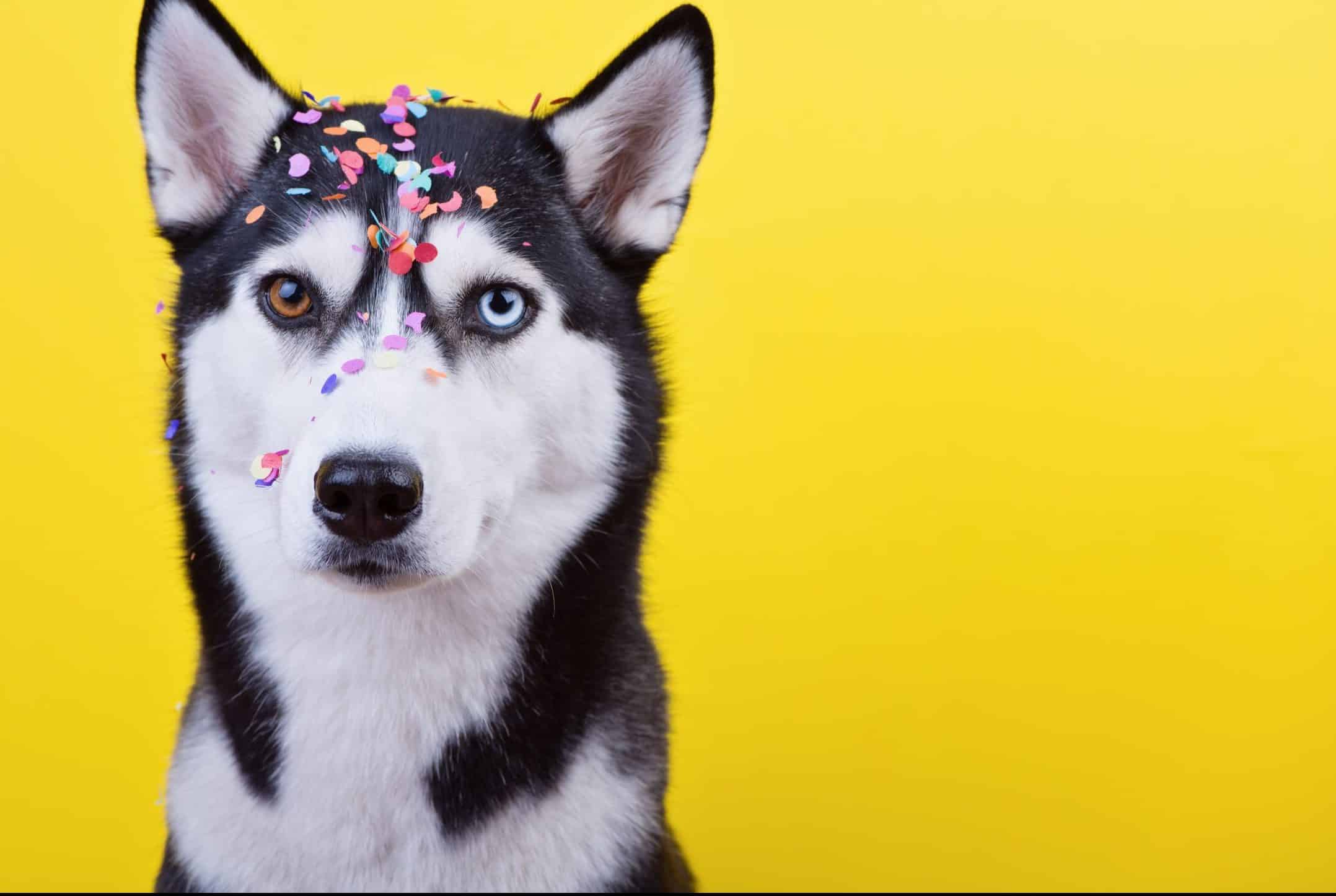 Hounds Lounge Pet Resort & Spa | Luxury Dog Boarding