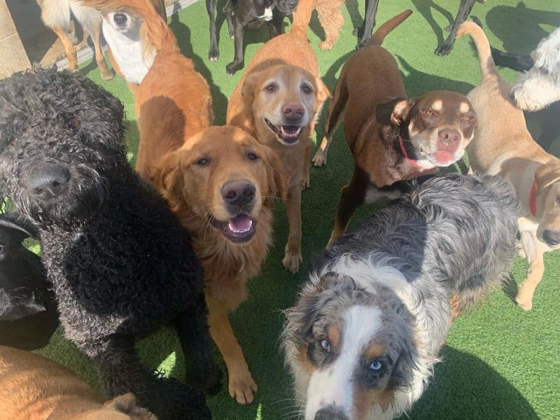 How to Teach Your Dog to Come: Reliable Recall Training