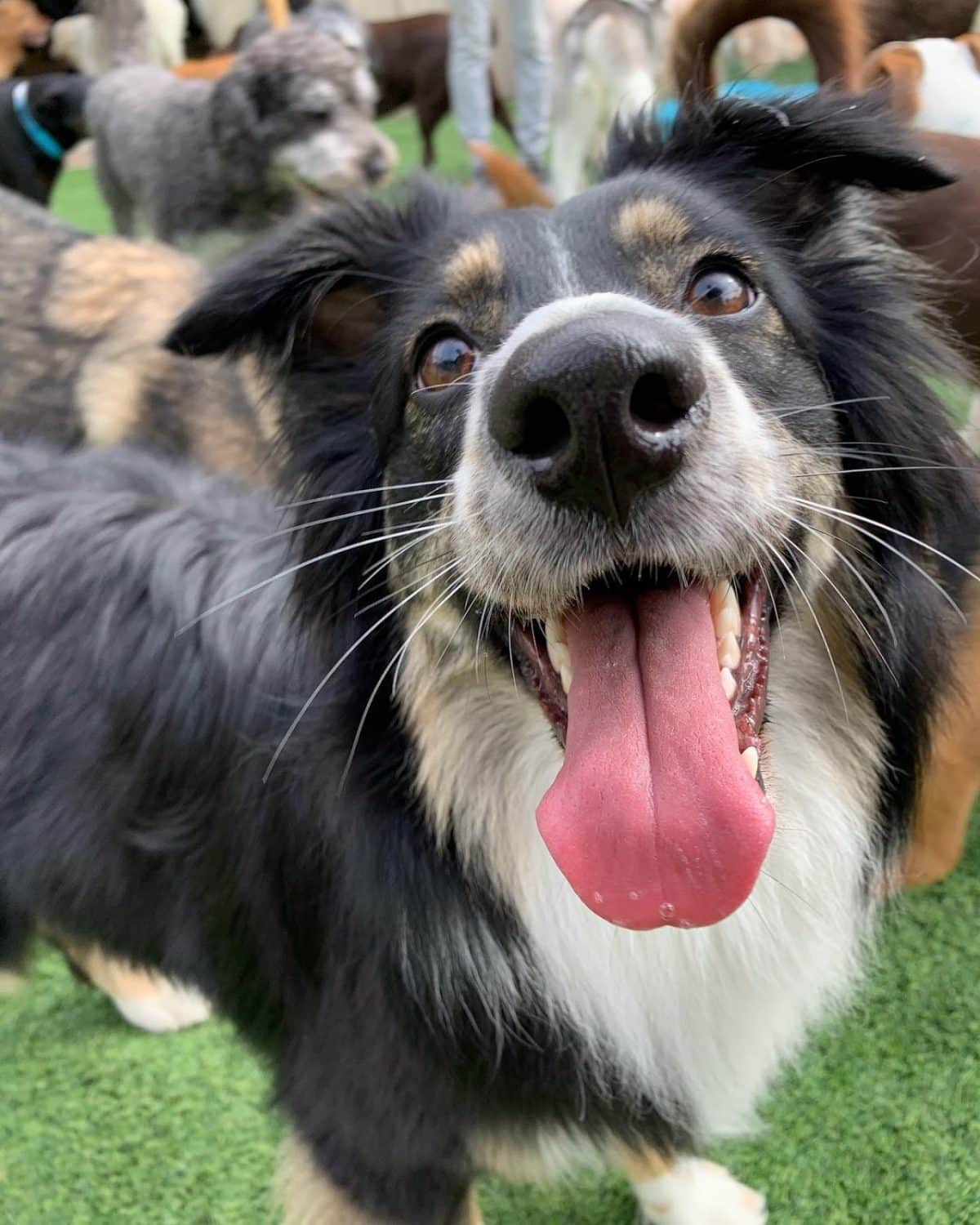 How to Socialize a Dog: Tips for Adult Canines