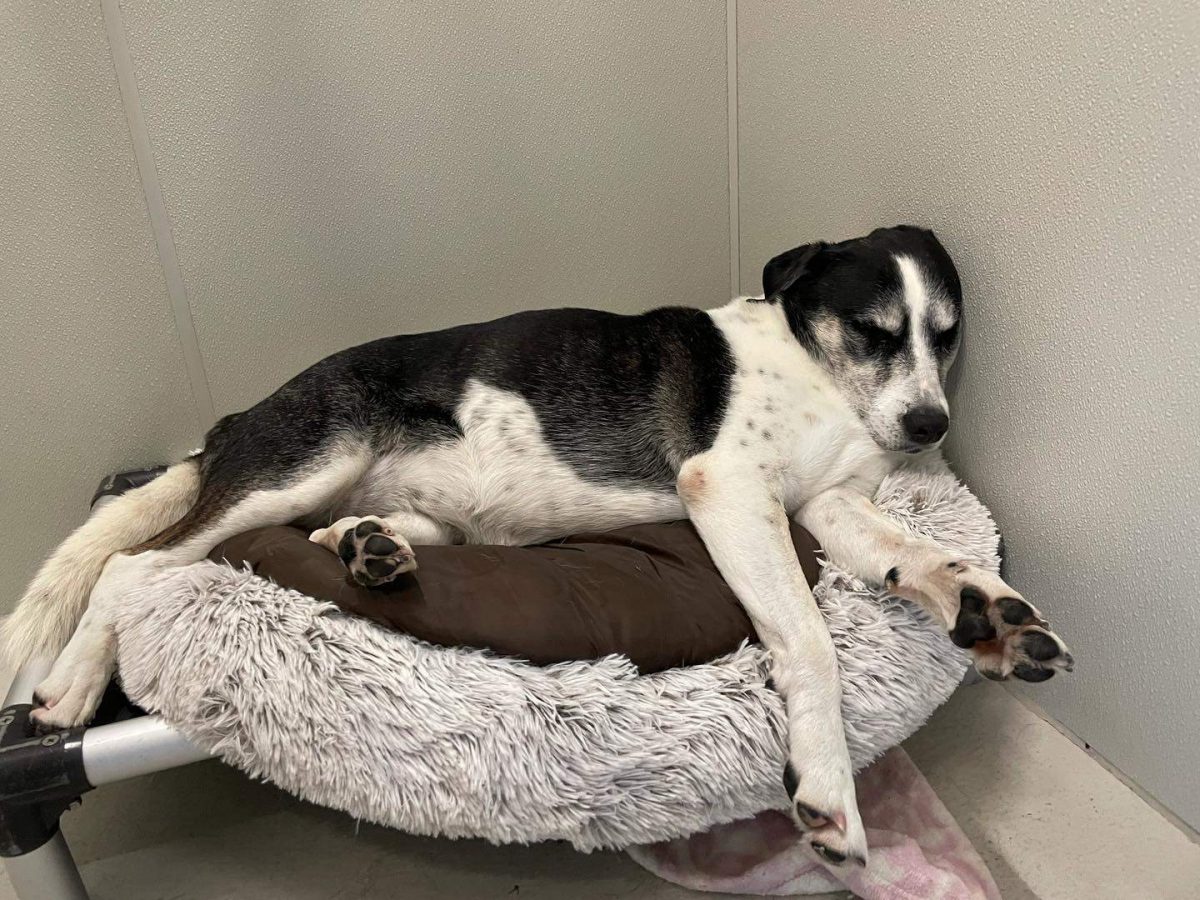 How to Minimize Rescue Dog Separation Anxiety