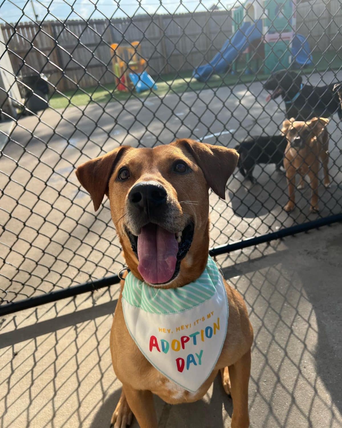 Bringing Home a New Puppy: How to Put Your Best Paw Forward