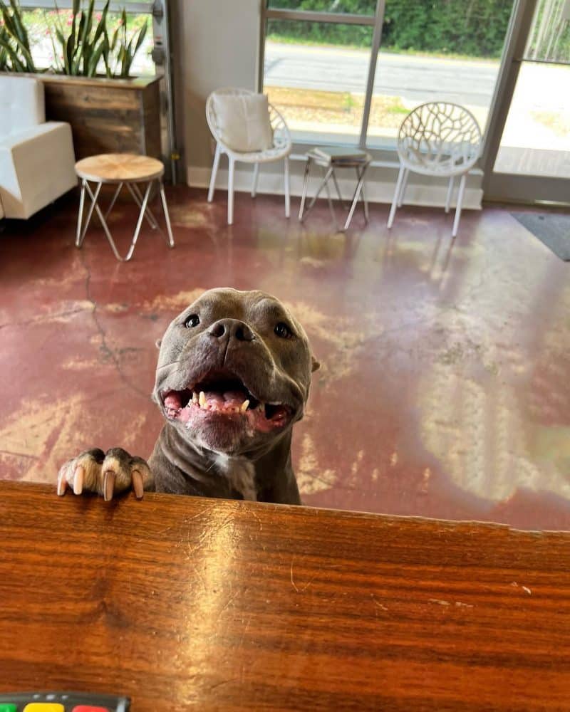 Bringing Home a New Puppy: How to Put Your Best Paw Forward