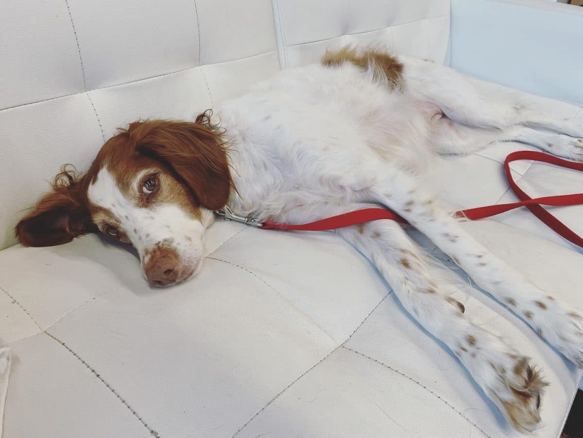 Can Dogs Sense Tornadoes? Tips for Arkansas Tornado Season | Hounds ...