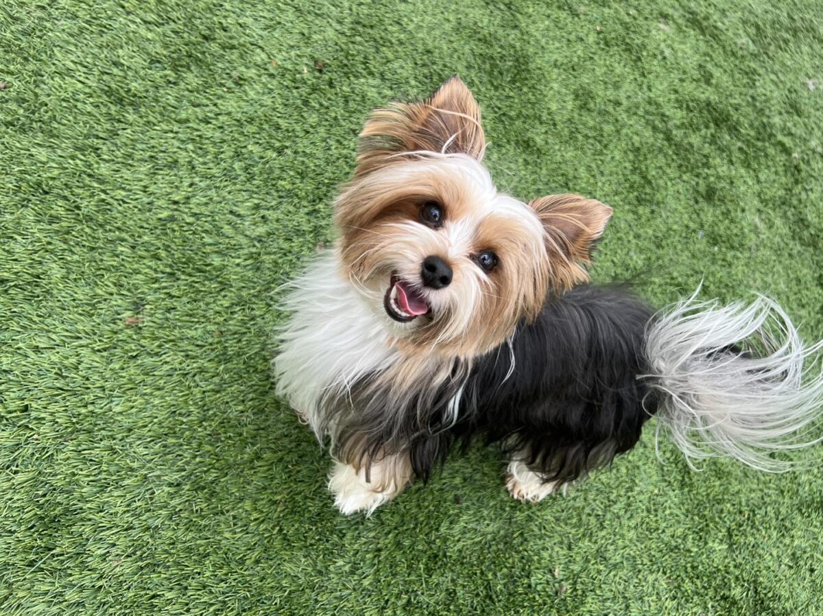 How To Convince Your Parents to Get a Dog: A Kid’s Guide