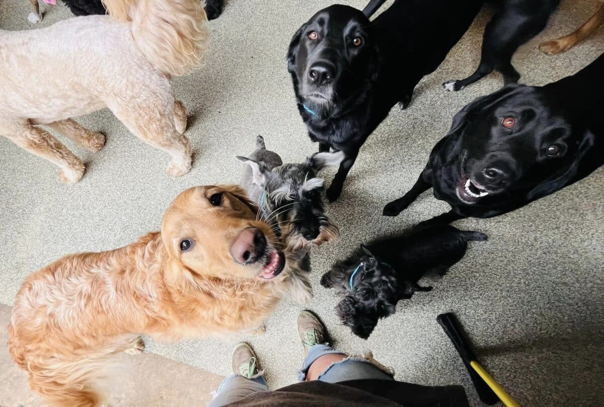 30 Dog Games to Play with Pups Young and Old, Indoors and Out