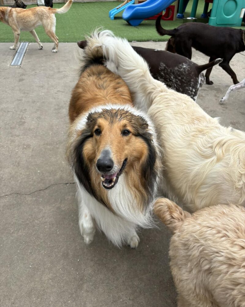 The Best Dog Movies for Every Mood