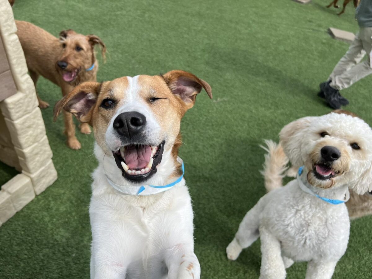 The Best Dog Movies for Every Mood