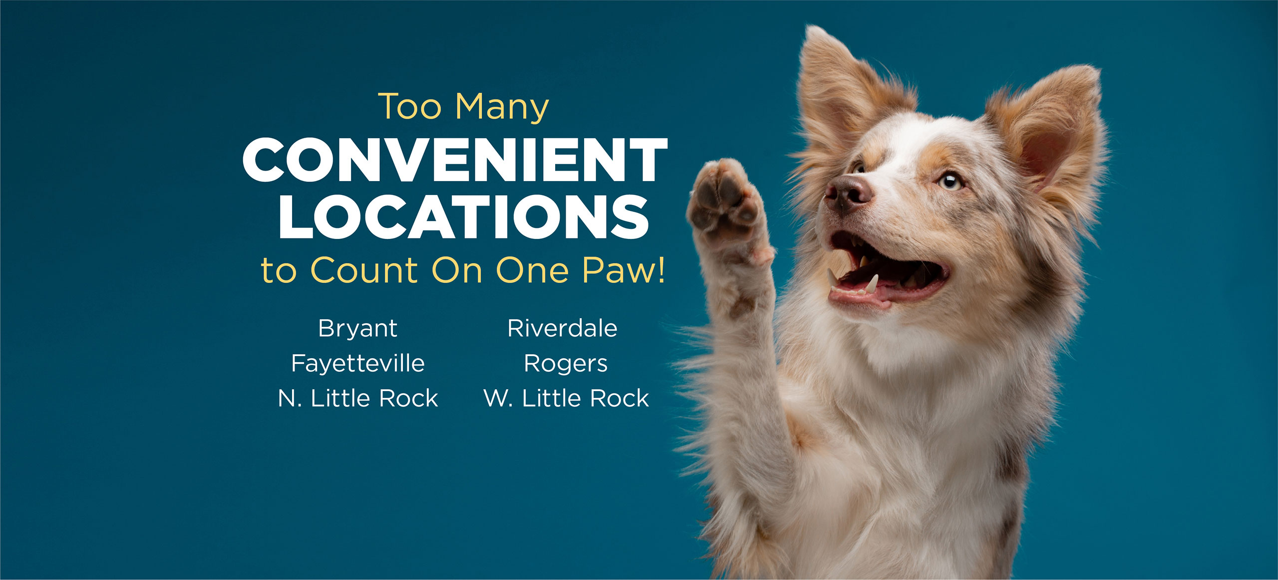 Hounds Lounge: Doggy Daycare and Luxury Dog Boarding